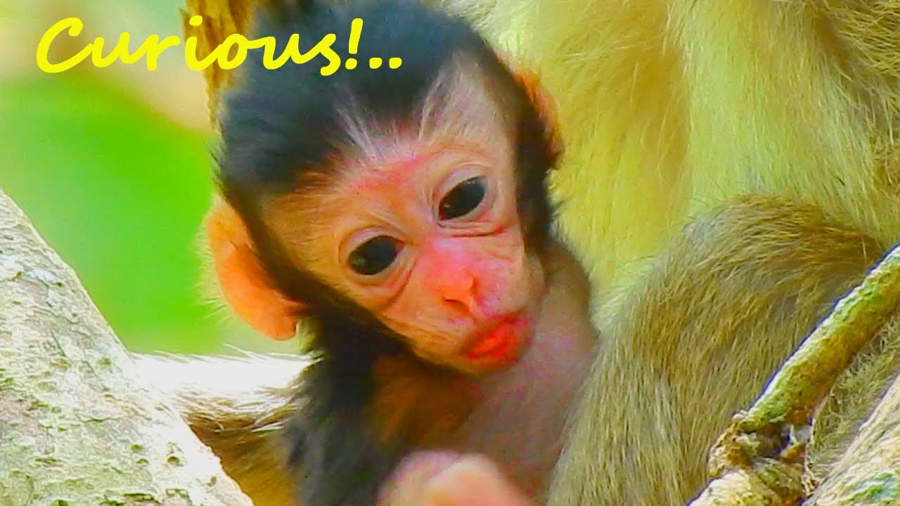 Millions Congrats! Monkey Marina Gave Birth New Baby With Strong ...