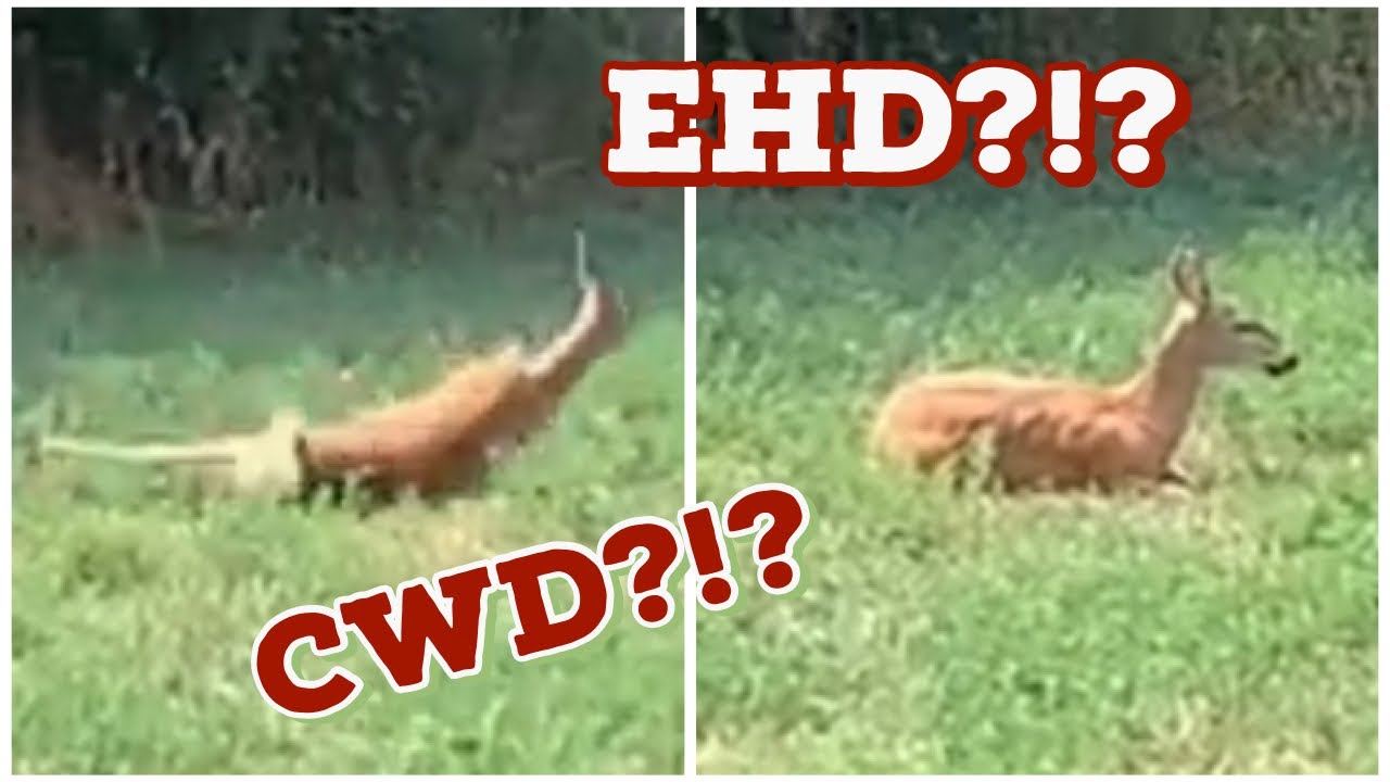 The Last Stages of Chronic Waste Disease - Whitetail Deer with CWD ...