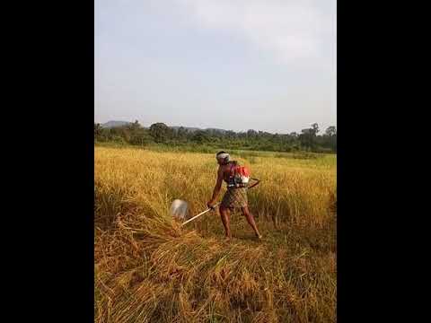 Paddy cutting by brush cutter - YouTube