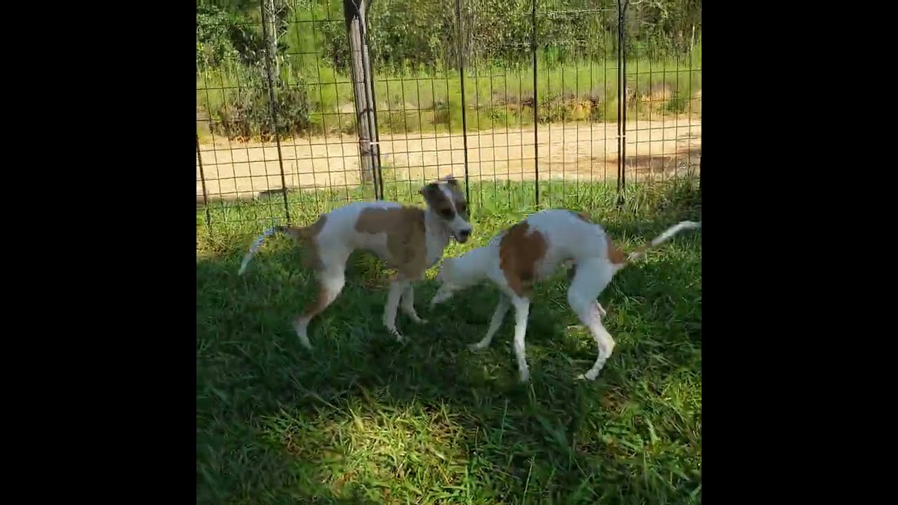 All The DoDa Day Italian Greyhound Running Doggie Dance Crazies - YouTube