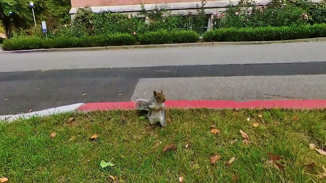 Squirrel on college campus - YouTube