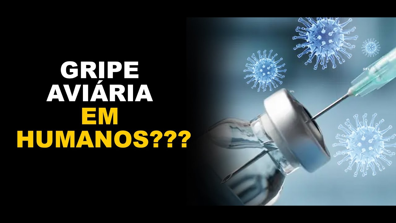 GRIPE AVIÁRIA EM HUMANOS??? - YouTube