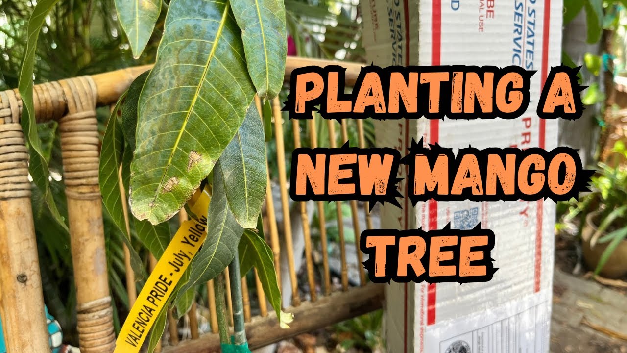 Container Planting a New Mango Tree | Tips and Tricks to Help Them ...