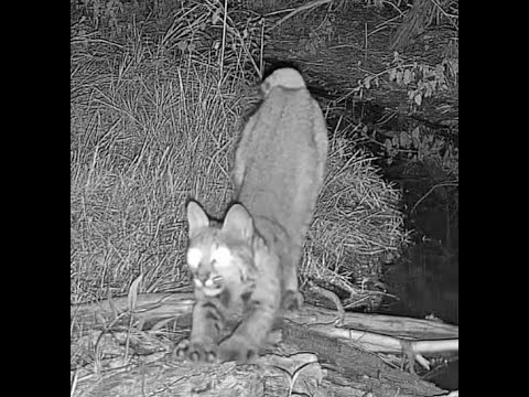 Bobcat drinking scratching Wildcat Hills Nebraska 9 12 23 840pm - YouTube