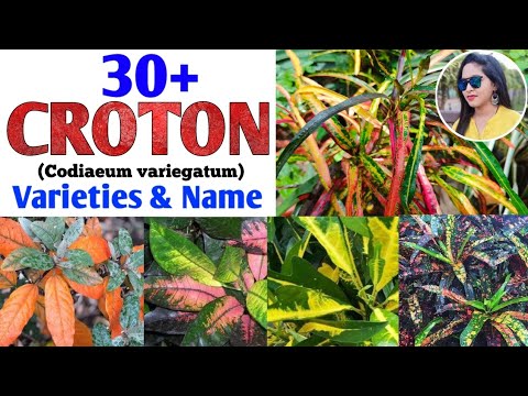 30+ most beautiful Croton varieties+identification | Croton plants ...