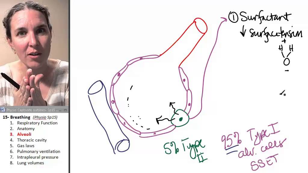 Breathing 3- Alveoli - YouTube