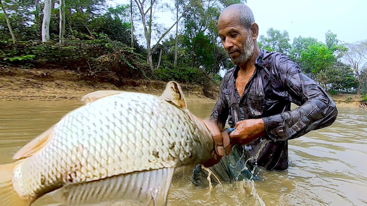 Unbelievable A Large Of Golden Carp Fish Hunting By Polo Fishing Trap ...