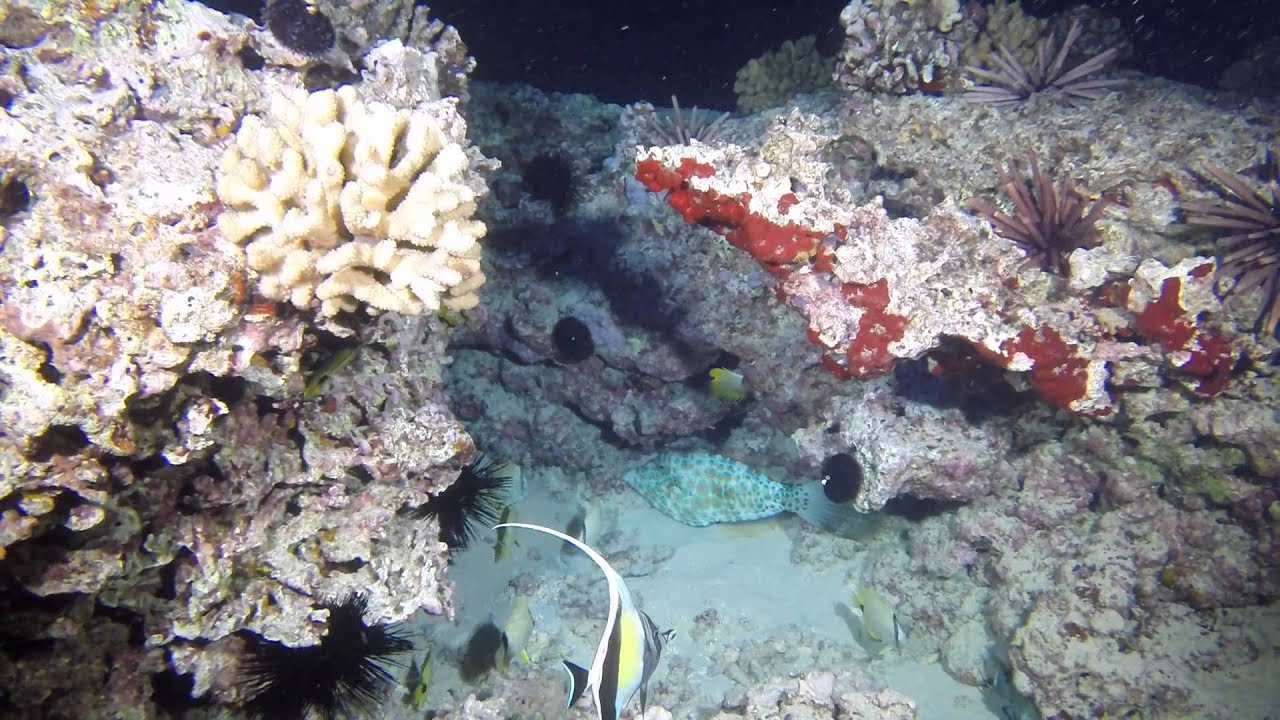 Night Dive, Oahu, Hawaii - YouTube