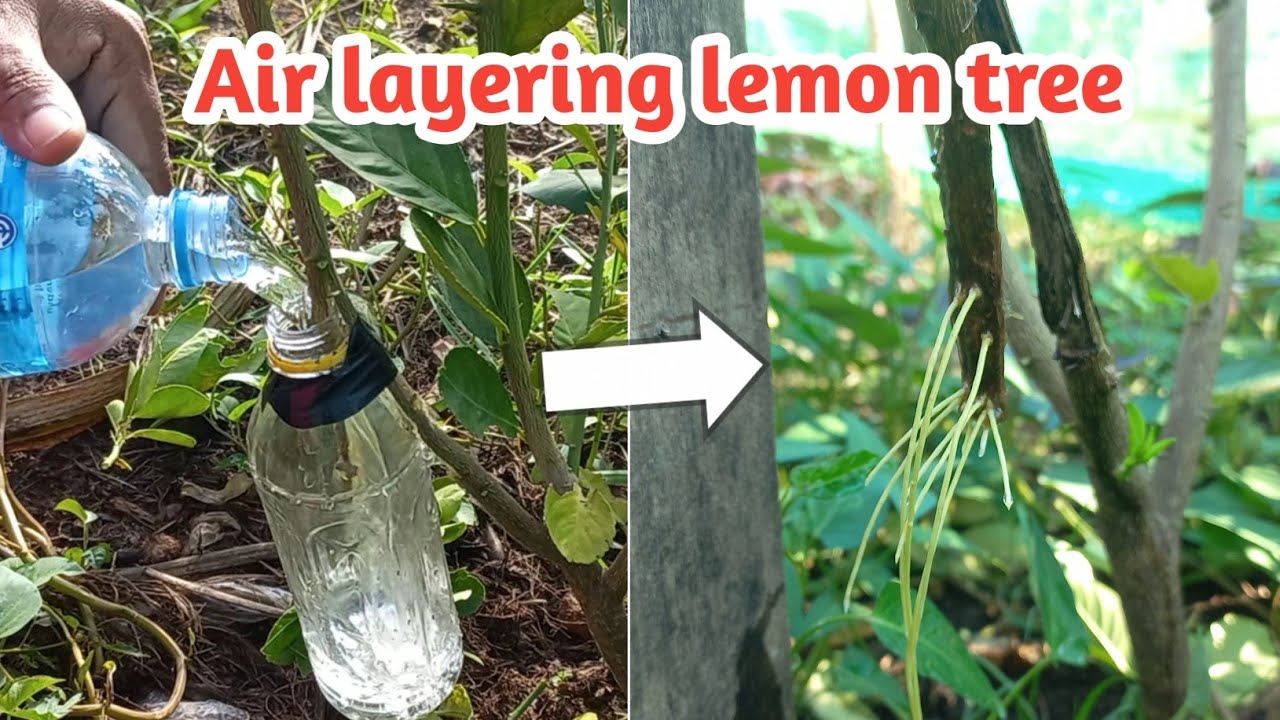 How to air layering lemon tree | New methods | Amazing Video ...