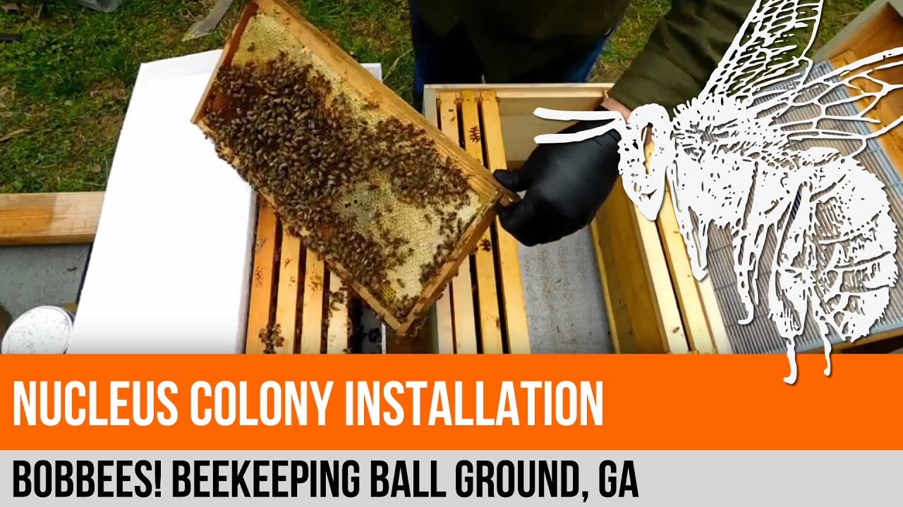 Bobbees! Beekeeping: Nucleus Hive Prep, Pickup and Installation - YouTube