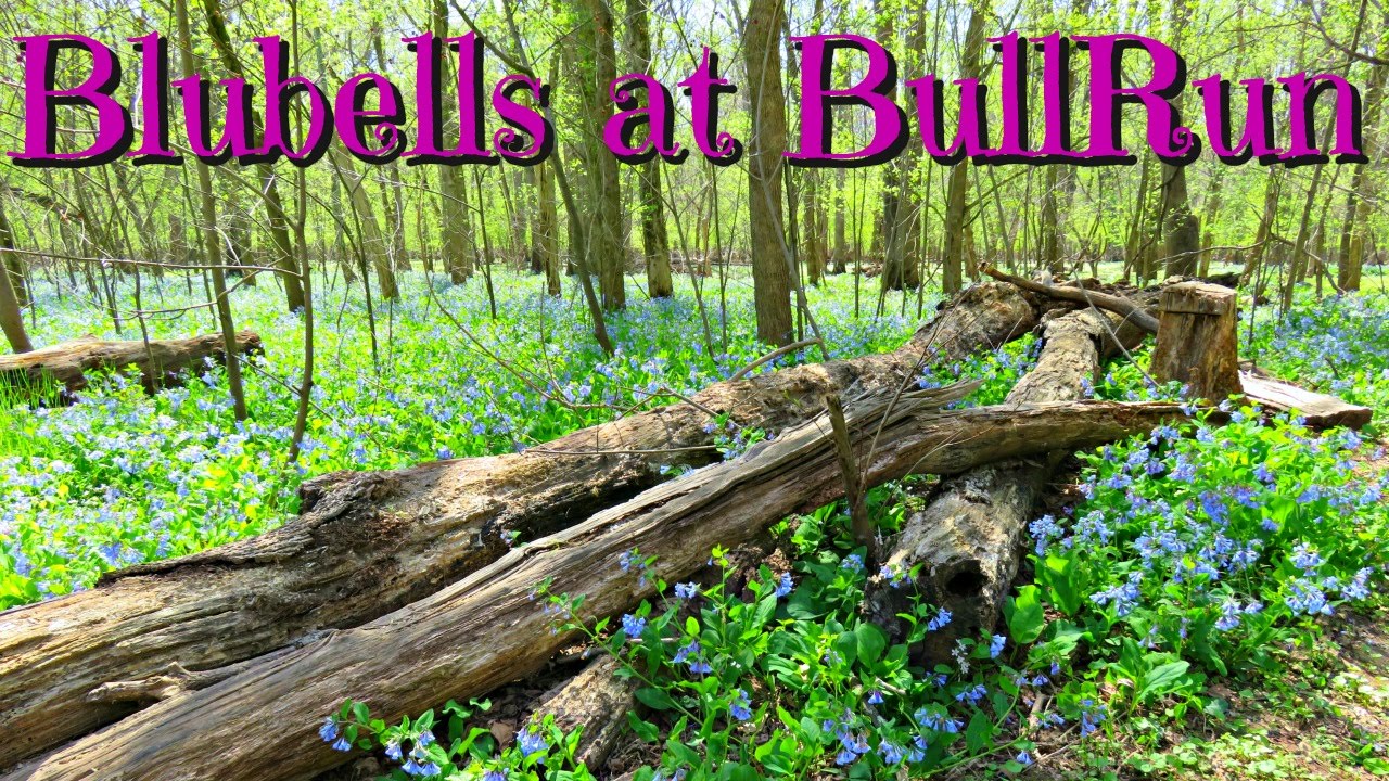 BlueBells at Bull Run! - YouTube
