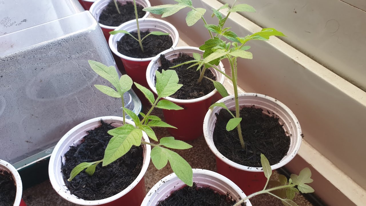 Best Way to Plant Tomatoes for Best Results Tomato Planting Trick - YouTube