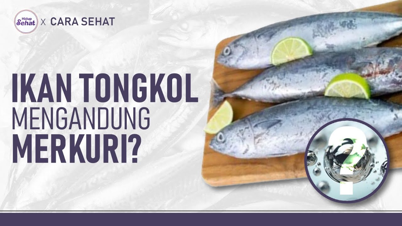 Benarkah Ikan Tongkol Mengandung Merkuri? Ini Tips Sehat Konsumsinya ...