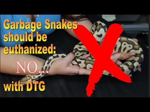 Garbage Snakes should be euthanized...NO...with DTG - YouTube