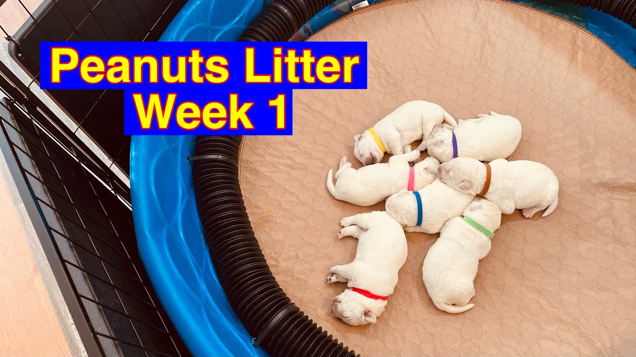 Labrador Retriever Puppies One Week Old - YouTube