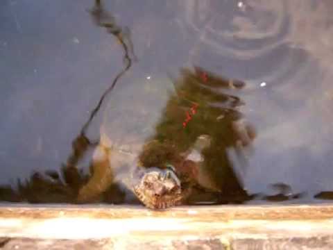 Snapping Turtle Hello - YouTube