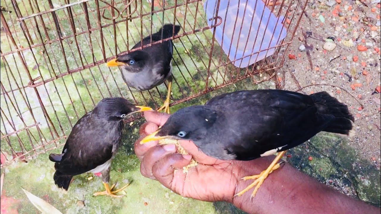 শালিক পাখিকে কথা বলা শিখানোর পদ্ধতি।কিবাবে শালিক পাখিকে কথা বলা শিখাবেন ...