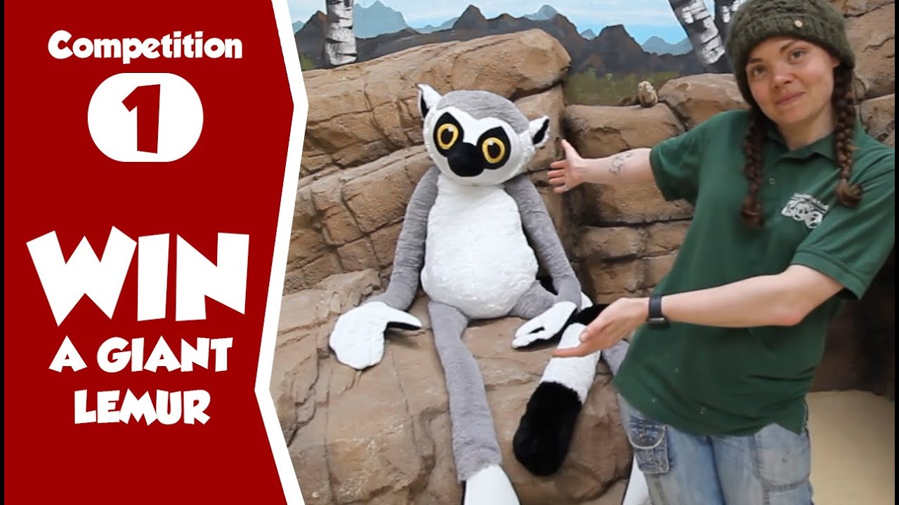 Competition Time - WIN a custom Giant Lemur by watching our video ...