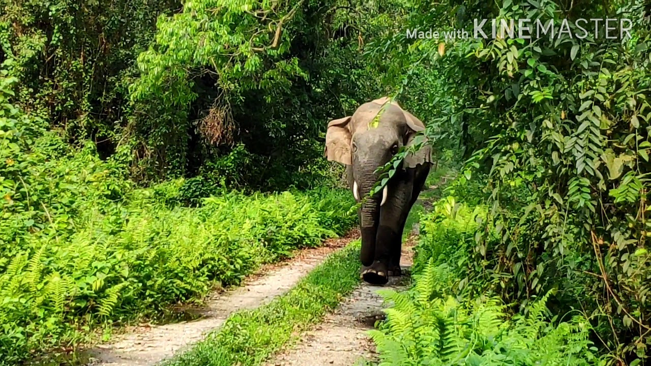 Bahubali elephant @chilapata forest northbengal. - YouTube