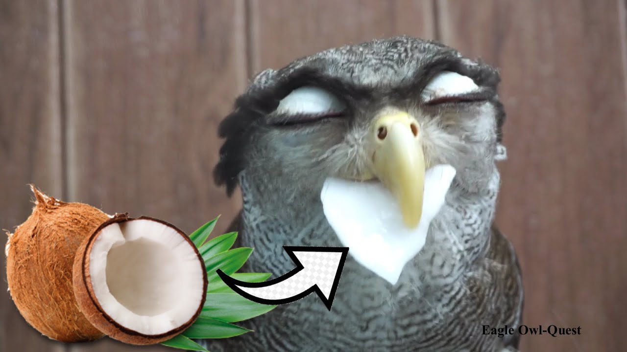 Eagle Owl is craving for Coconut Meat フクロウ ワシミミズク сова сыч филин 雕鸮 猫头鹰 ...