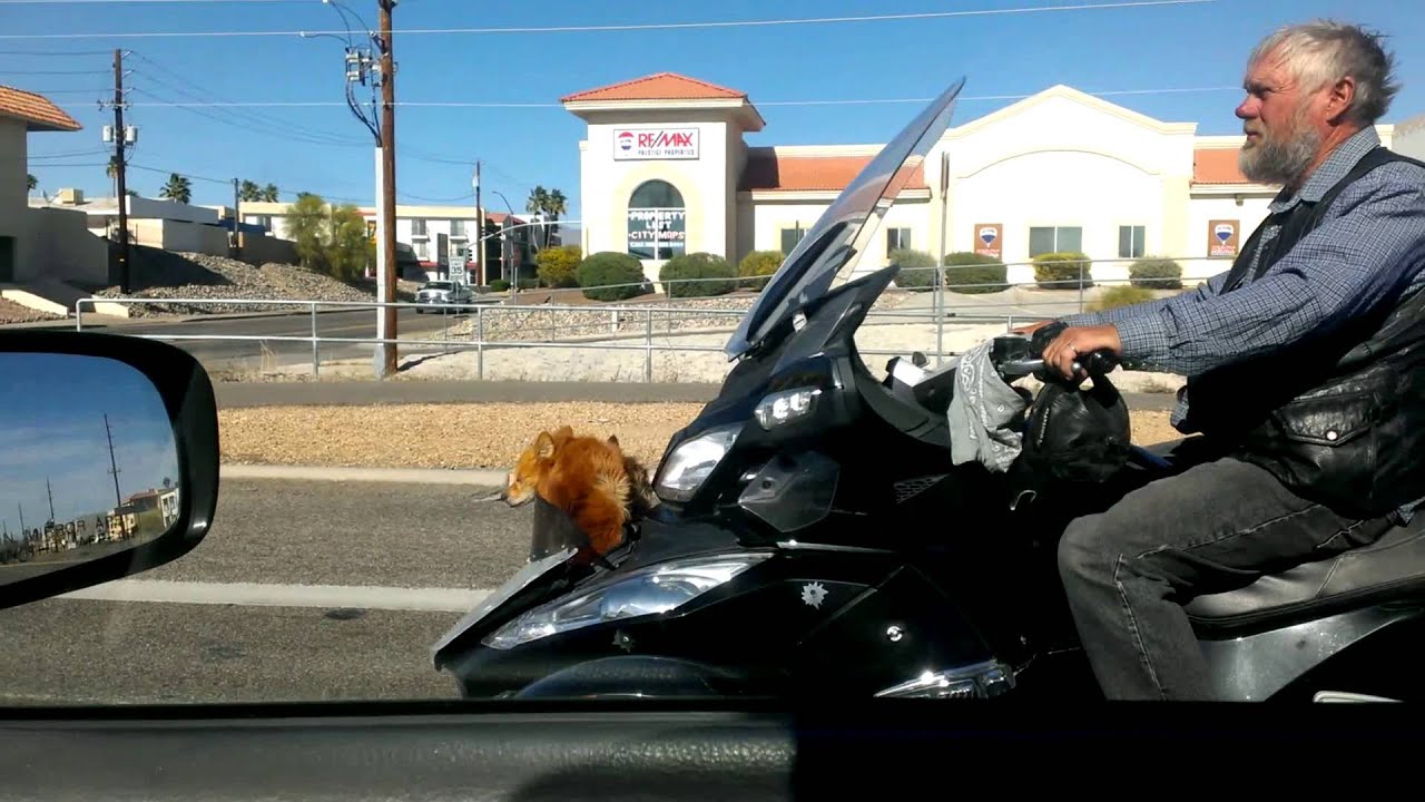 Snow Bird in Lake Havasu Puts Pomeranians on Front of Motorcycle - YouTube