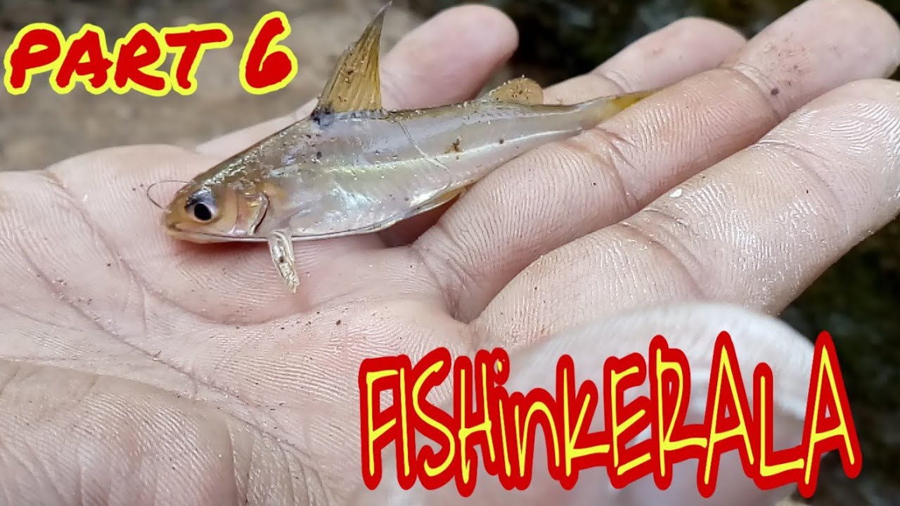 കേരളത്തിലെ നാടൻമത്സ്യങ്ങളെ പരിചയപ്പെടാം part6 | FISH IN KERALA | ചില്ല ...