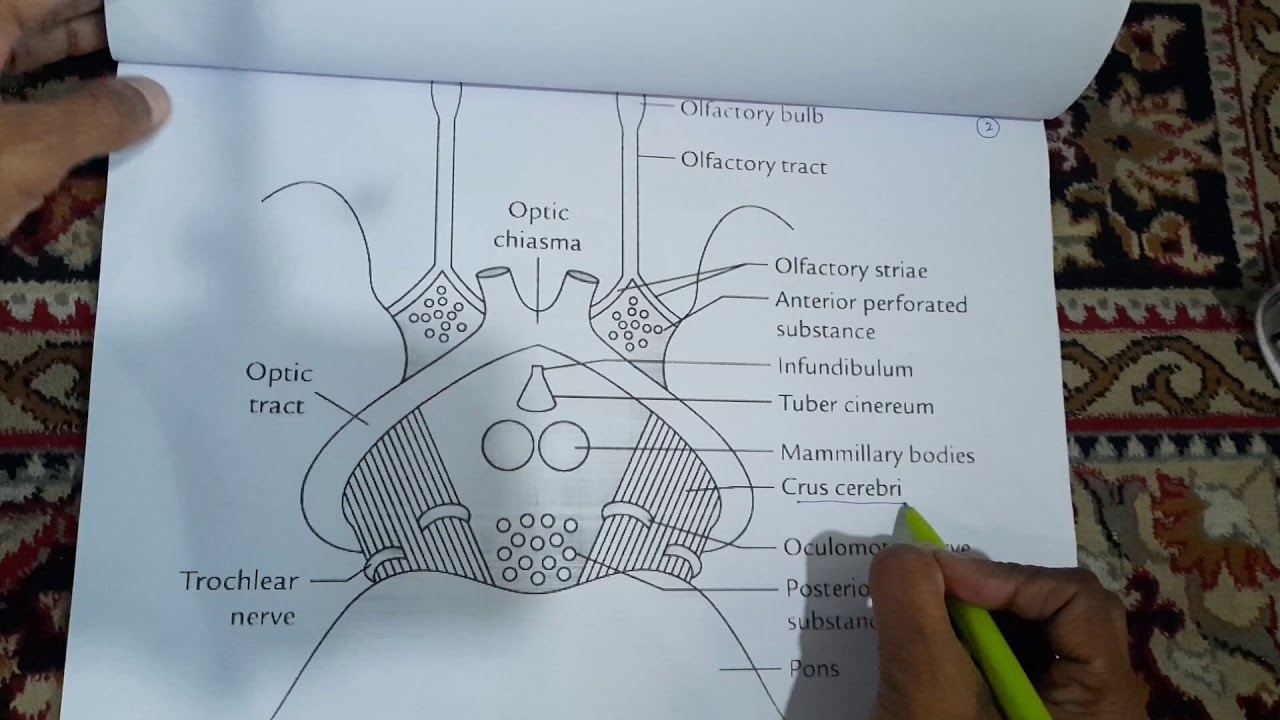 Midbrain External Features - YouTube