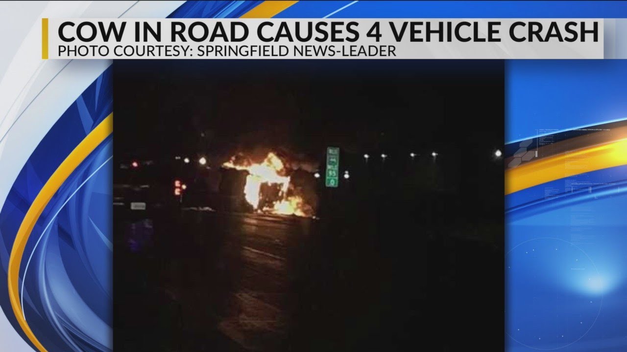Cow on Interstate Causes 4 Vehicle Crash - YouTube