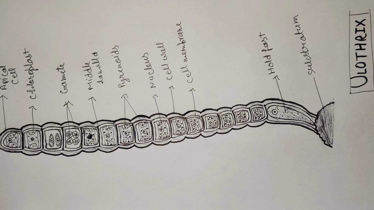 Ulothrix Structure Three Common Methods Of Reproduction Found In Algae