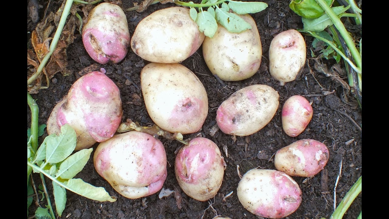 Two pot Potato reveal 1 from soil & 1 from forest bark & woodchips ...