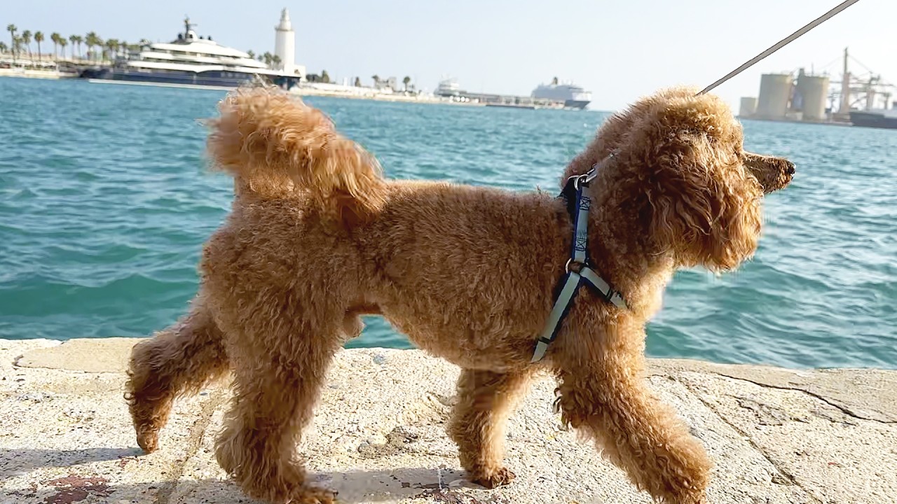 Charlie the Red Poodle is Looking for Fish – Adorable and Funny Moment ...