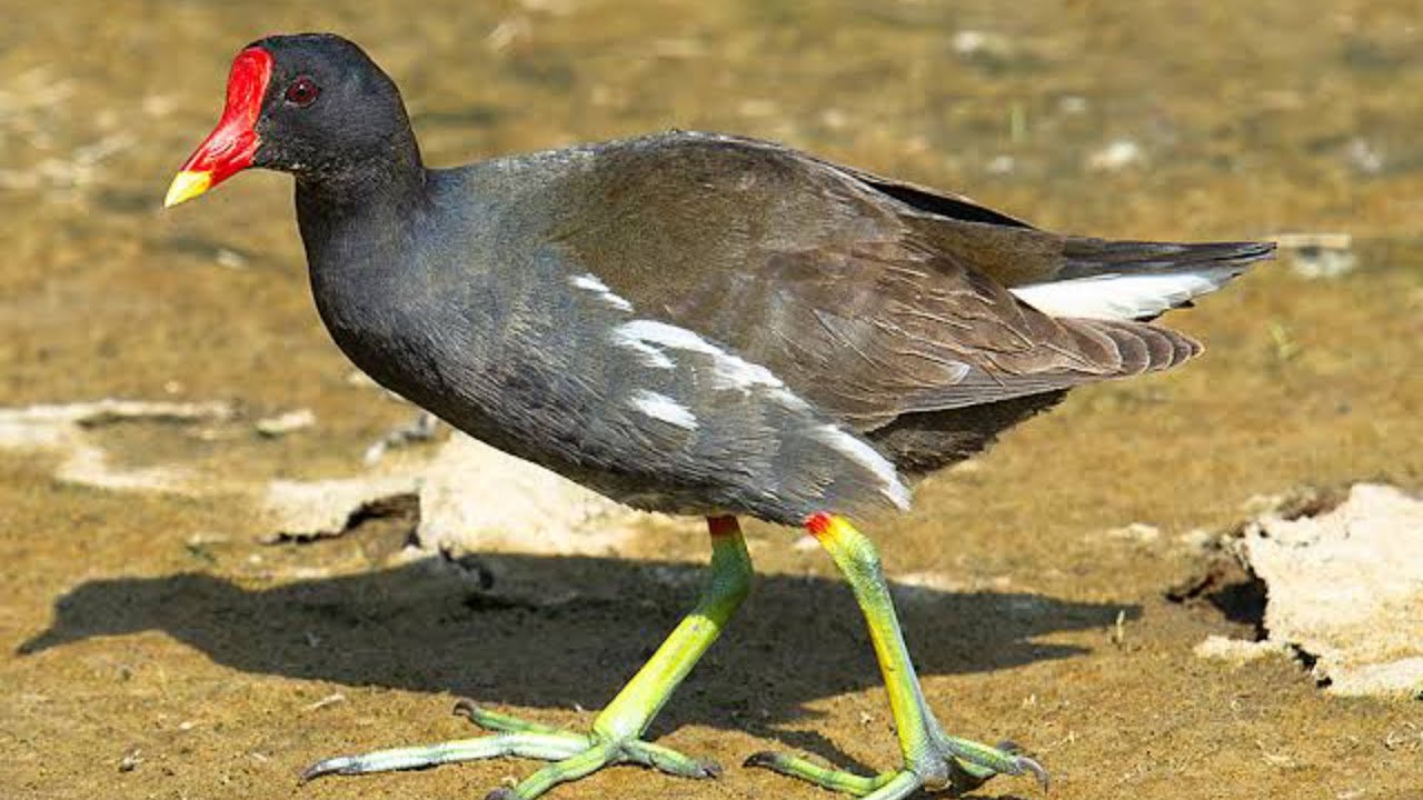 Amazing Facts About Common Moorhen कॉमन मूरहेन के बारे में आश्चर्यजनक ...