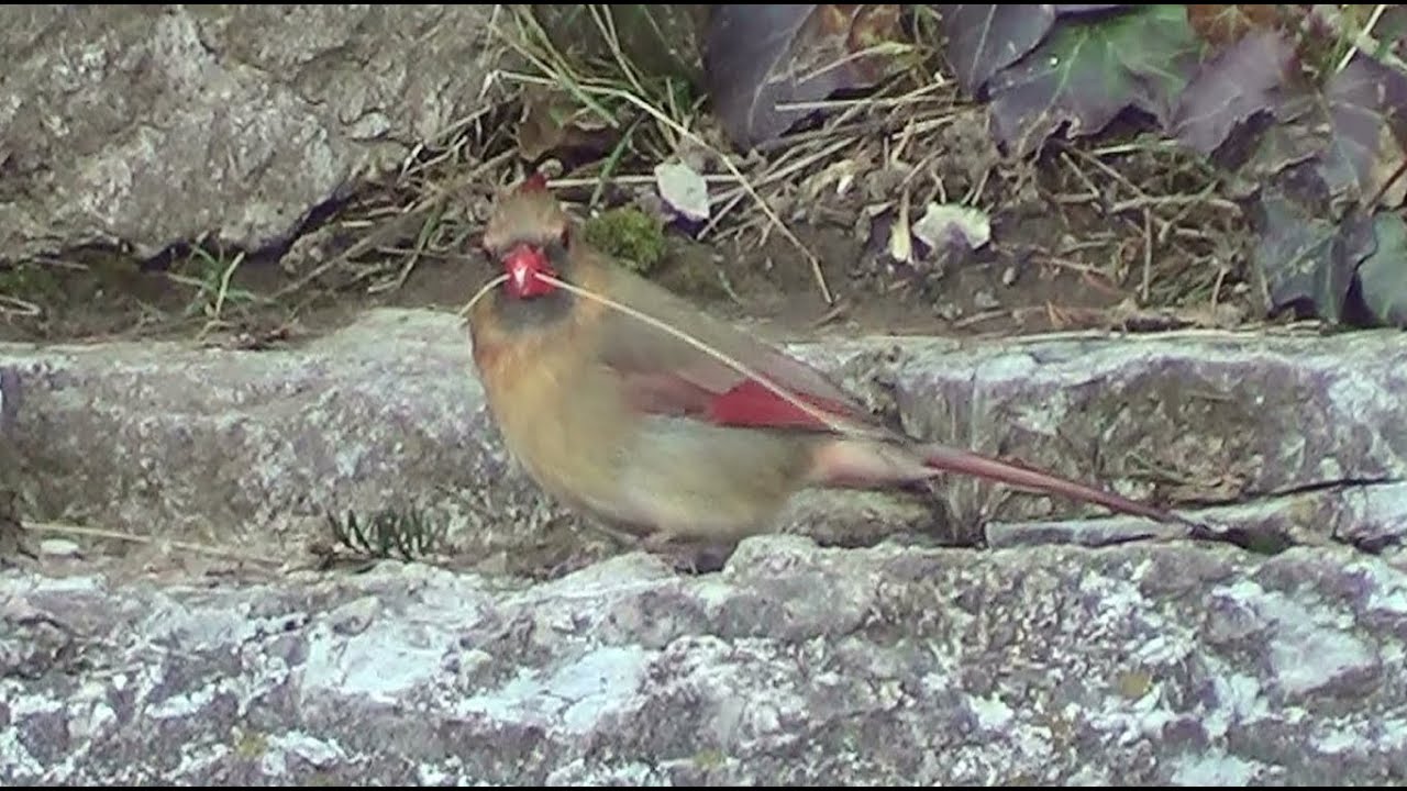 Cardinal Collects Nesting Material - YouTube