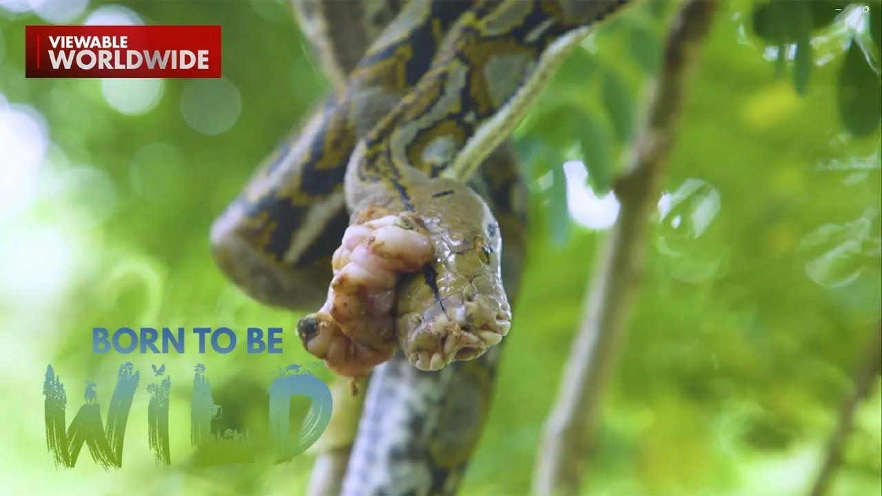 Isang reticulated python o sawa, tinubuan ng malaking bukol?! | Born to ...