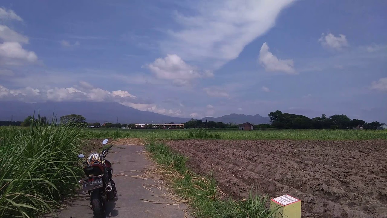 Penelitian Ketersediaan Pakan Hijauan Ternak Sapi Potong Di Lahan Sawah ...