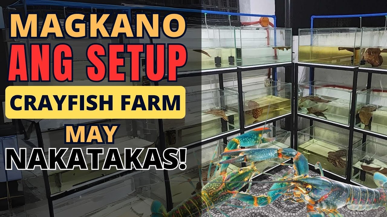 MAGKANO INABOT ANG SETUP SA PAGKE- CRAYFISH FARMING KO: MAY NAKATAKAS ...