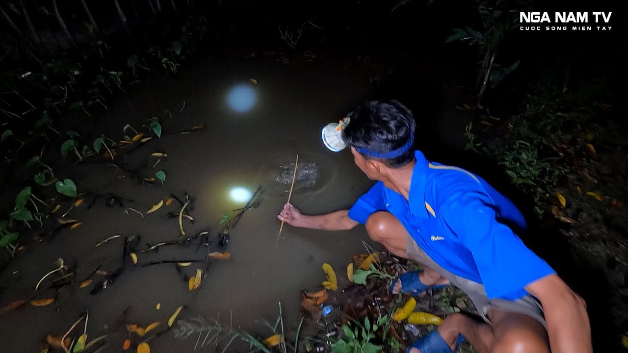 Hành Trình Cắm Câu Cá Lóc Và Nồi Cháo Cò Đêm Khuya Đậm Chất Miền Tây ...