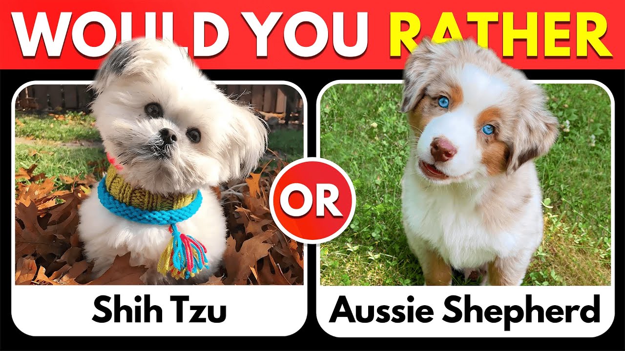 🐶 Would You Rather? Dogs Edition 🐕 - YouTube