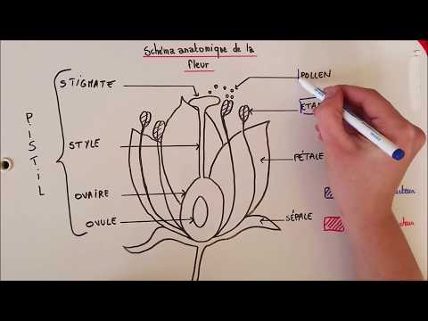 De la fleur au fruit