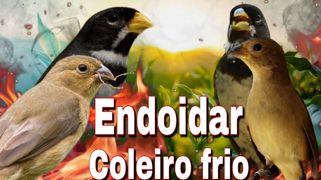 FÊMEA DE COLEIRO PIANDO E CANTANDO PRA ESQUENTAR COLEIRO NO MÁXIMO ...