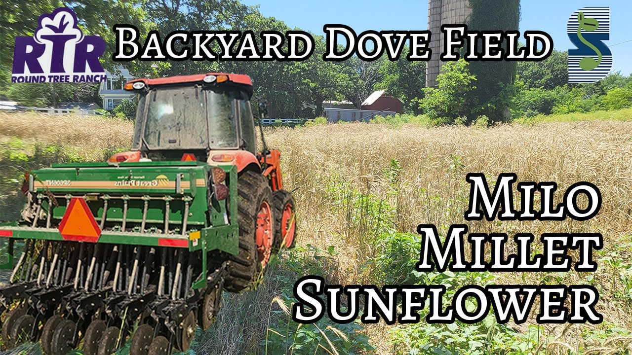 The Best Dove Field - No Till Drilling Wild Wings Into Standing Wheat ...