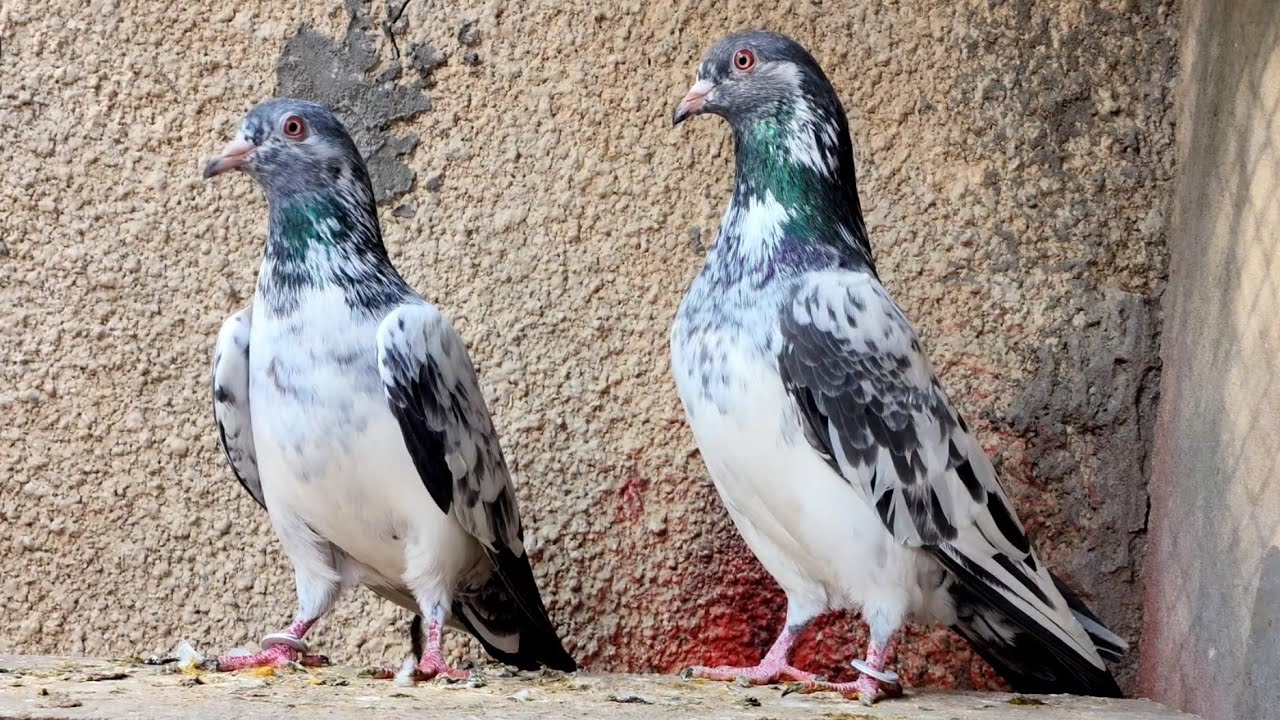 Prince Kamagar Pigeons | پرنس کمگر کبوتر - YouTube