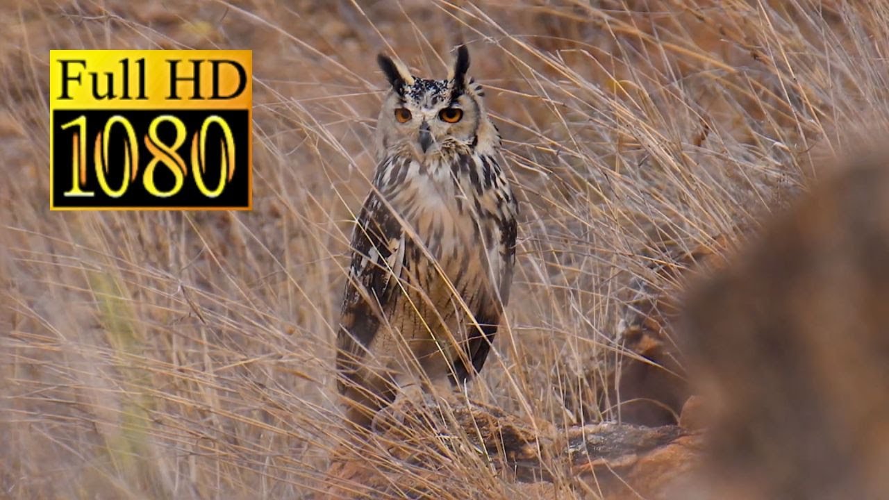 Rock Eagle Owl | 240 FPS | Full HD - YouTube