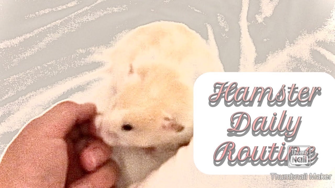 Daily hamster routine - YouTube