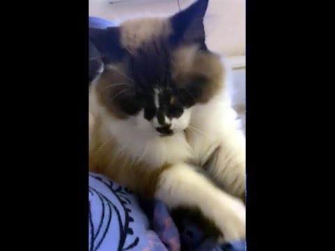 Jasper Making Biscuits (Adopted) - YouTube
