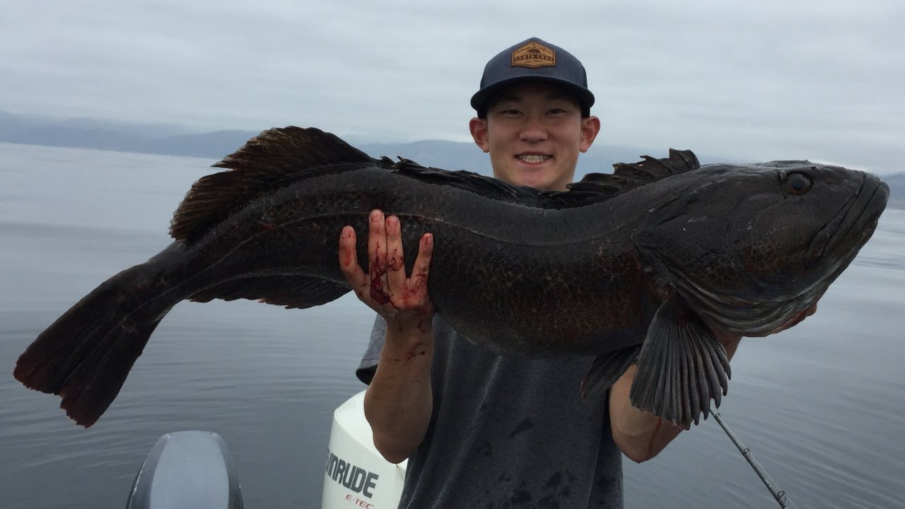 HUGE 25lb Lingcod from Big Sur! - YouTube