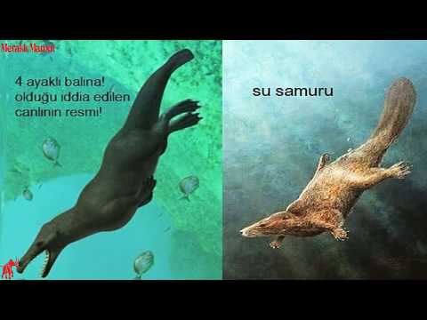 43 Milyon Yıllık, Dört Ayaklı Balina Fosili Bulundu #92