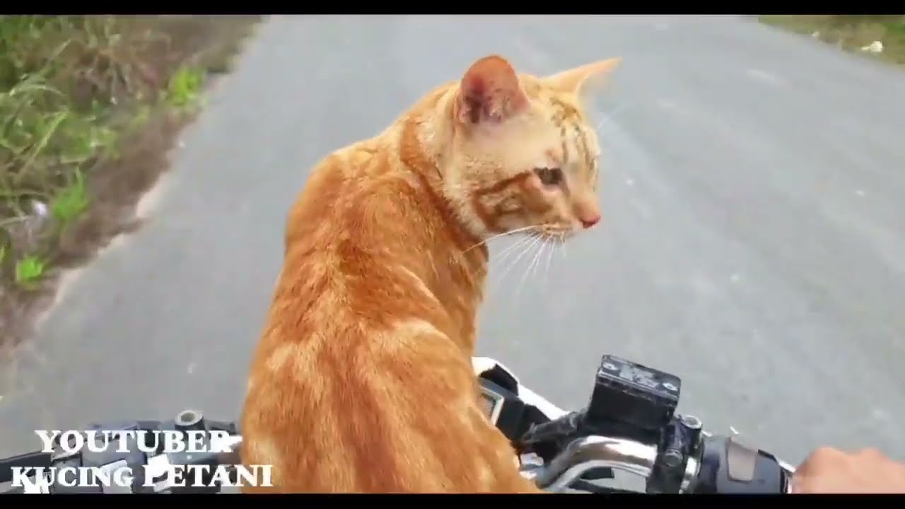 TRIK KHUSUS MENGAJAR KUCING NAIK MOTOR - YouTube