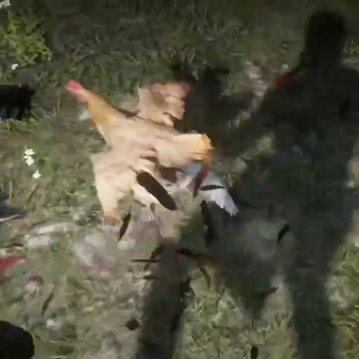 Humanely hunt chickens (tutorial) - Red Dead Redemption - 171 - YouTube