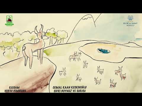 34   CEMAL KAAN KESKİNOĞLU SİVRİ BOYNUZ VE SÜRÜSÜ